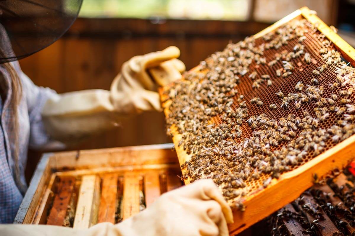 Savannah Bee Company Information Guide