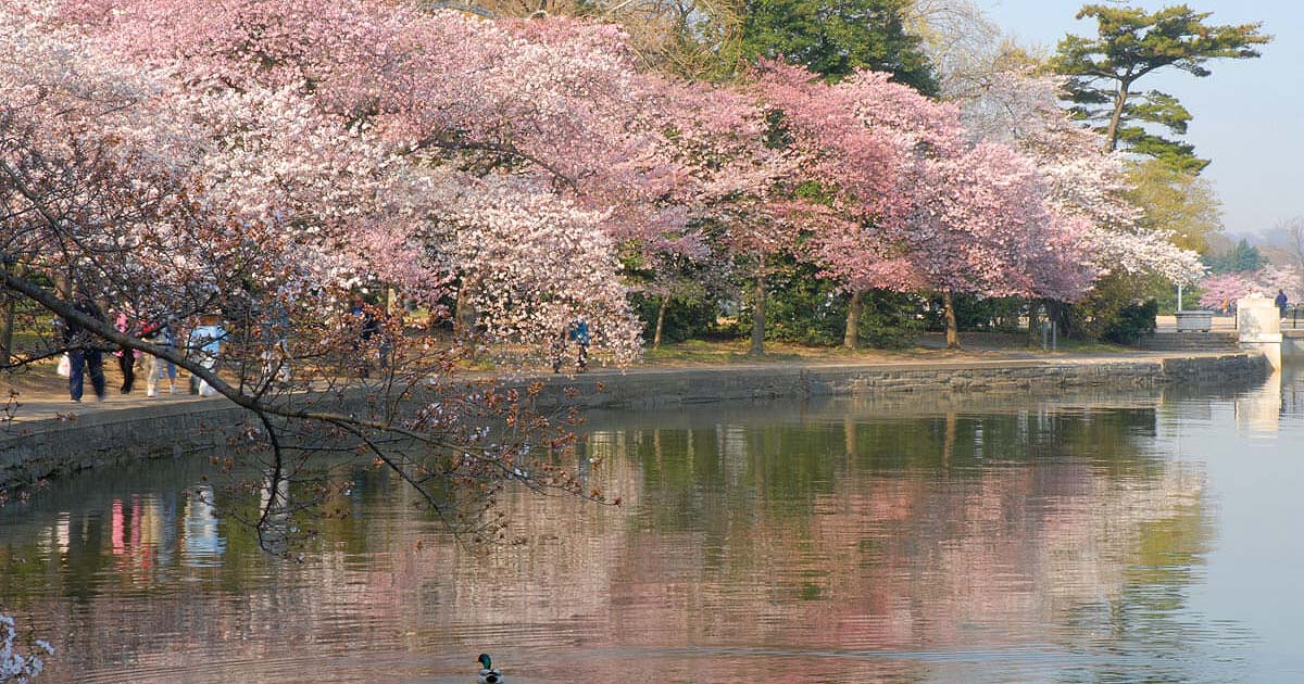 Things to Do in Washington DC In the Spring | DC Spring 2024