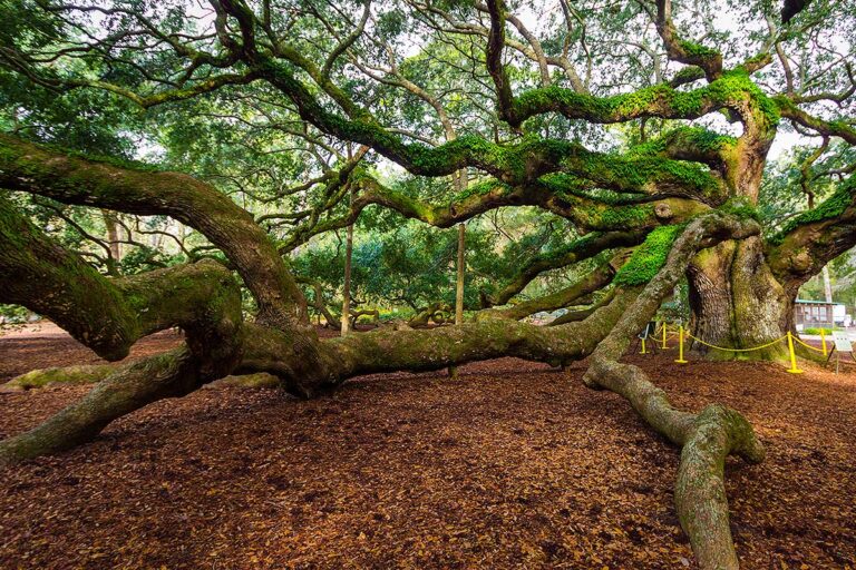 Angel Oak Tree Charleston: Must-See Ancient Wonder and History